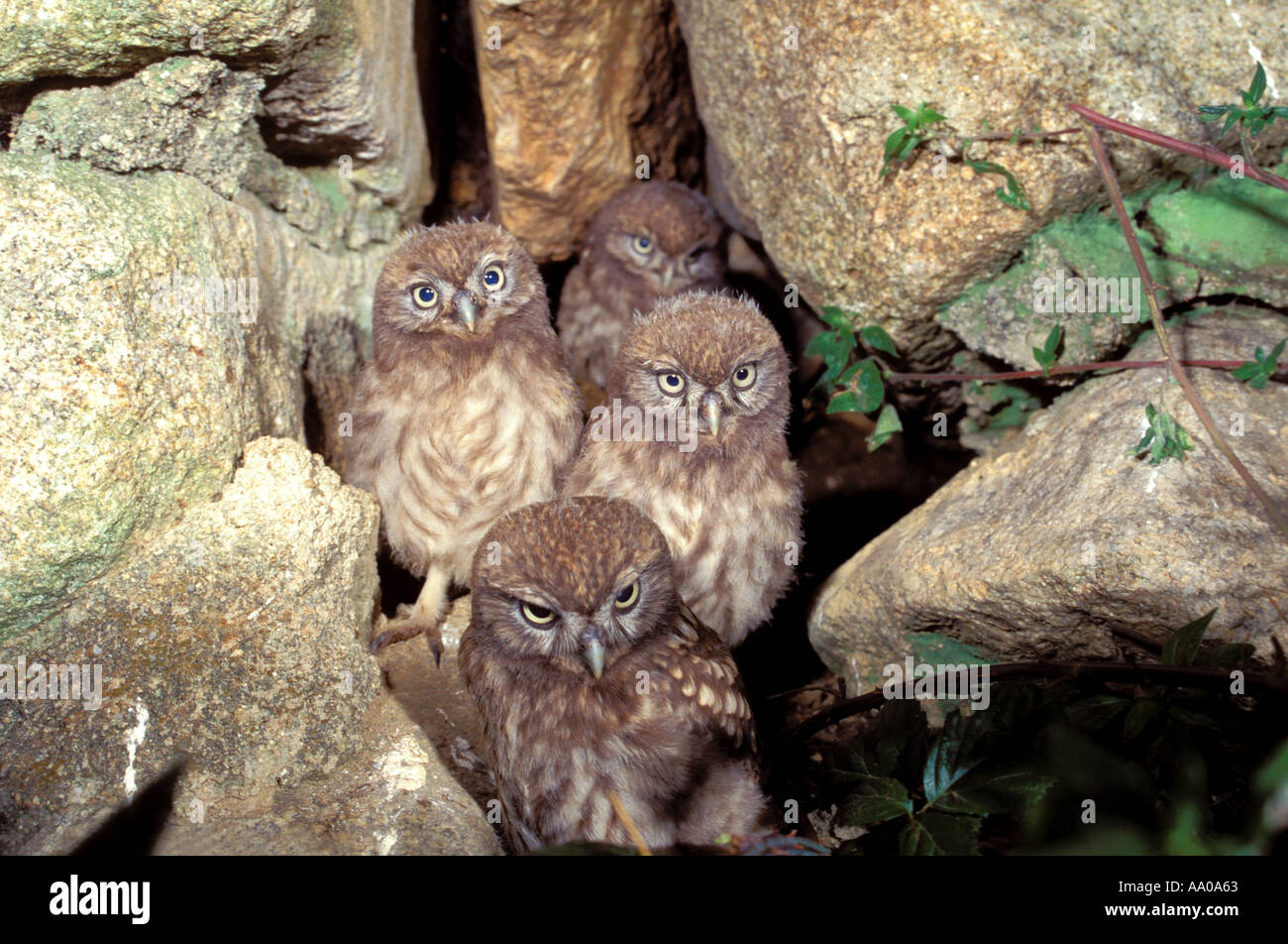 Four little owls hi-res stock photography and images - Alamy