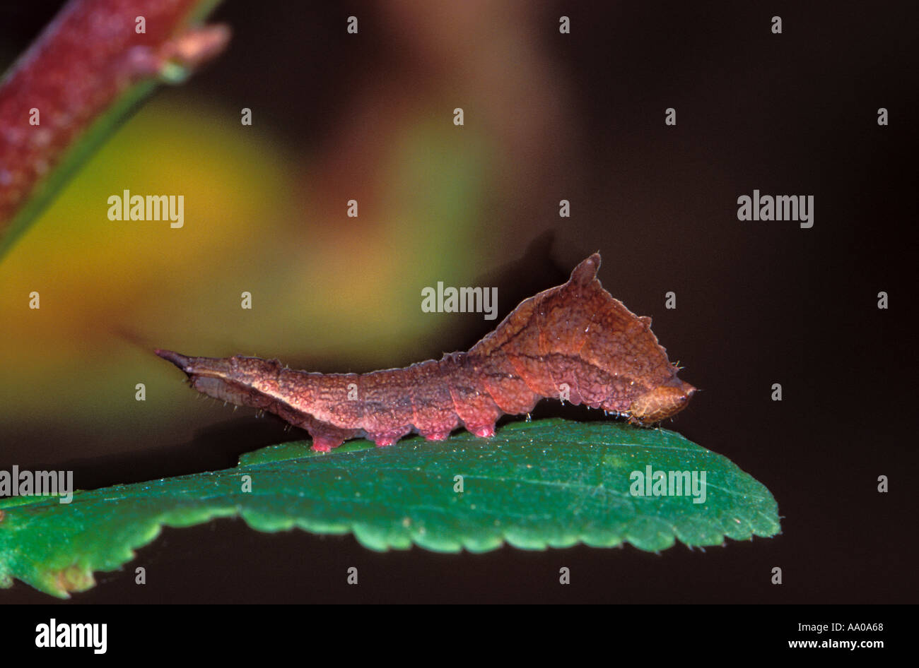 Chinese Character Moth, Cilix glaucata. Caterpillar on leaf Stock Photo ...