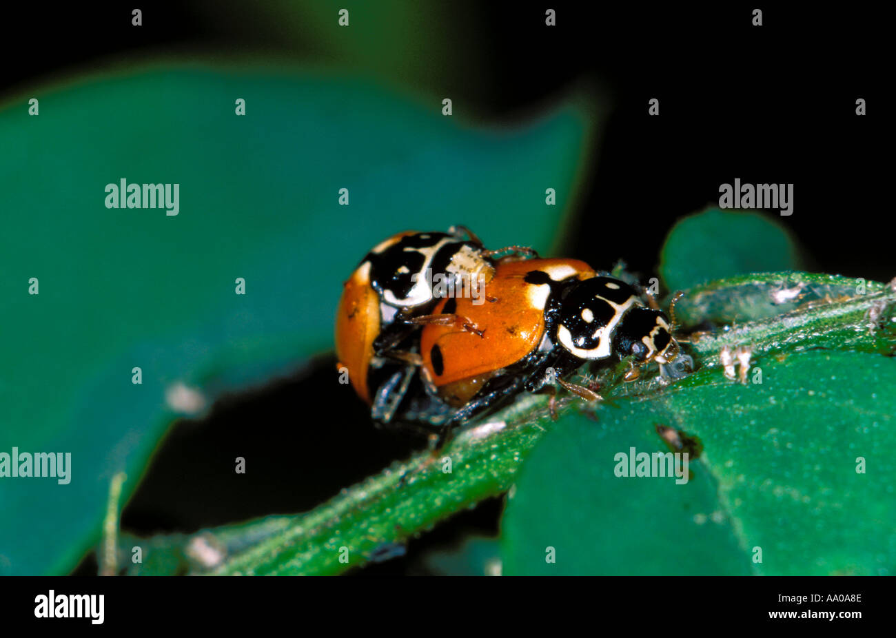 Family coccinellidae pair mating hi-res stock photography and images ...