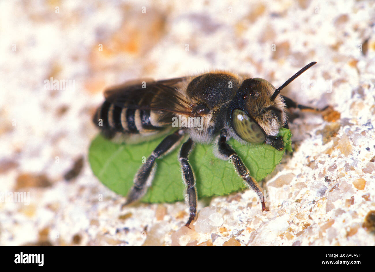 Leaf-cutter Bee, Megachile sp. Carrying a leaf to nest Stock Photo - Alamy