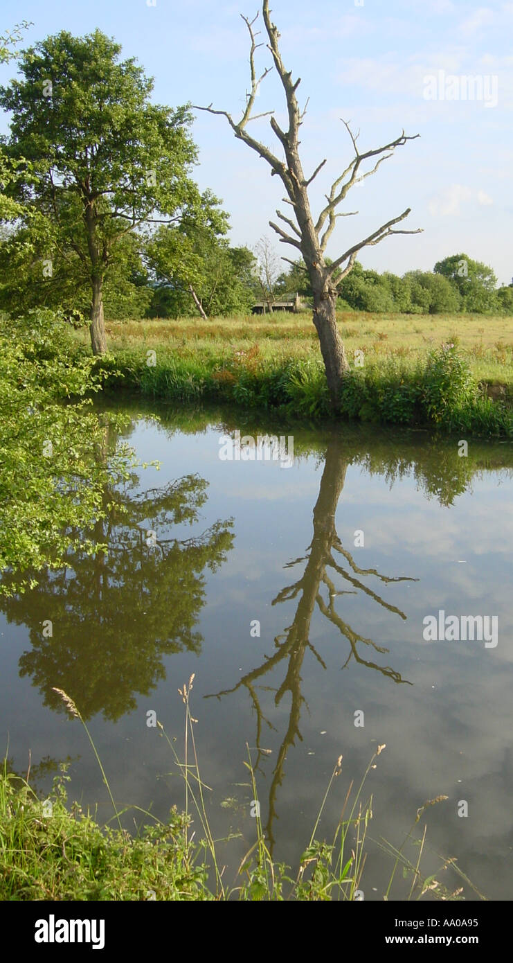 Dead tree on riverbank hi-res stock photography and images - Alamy