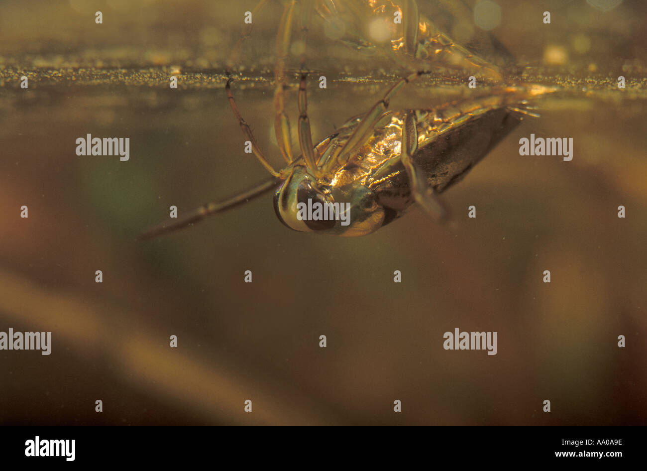 Backswimmer, Notonecta viridis. On pond Stock Photo - Alamy