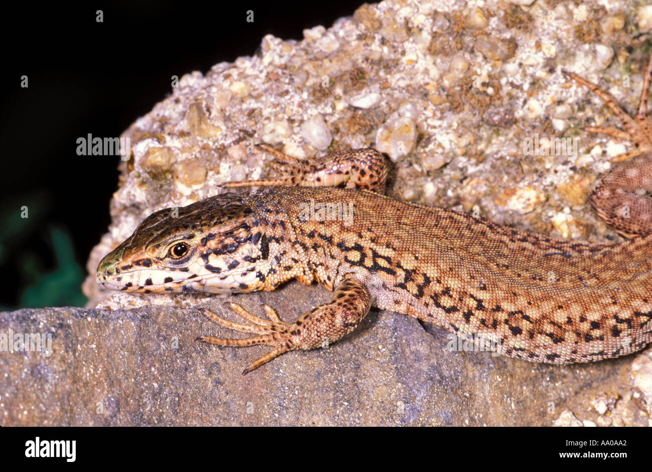 Common Wall Lizard, Podarcis muralis Stock Photo - Alamy