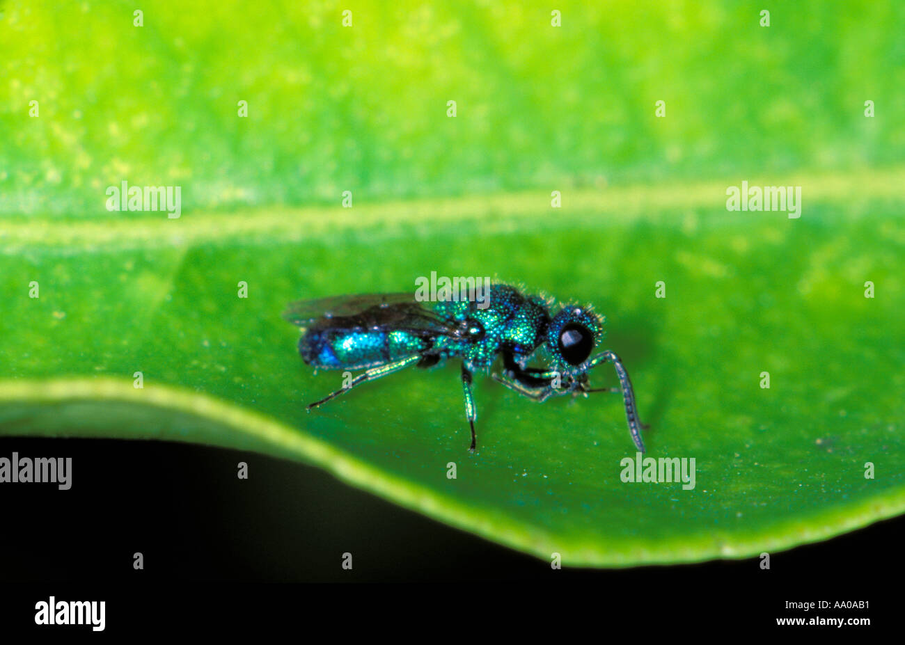 Ruby-tailed Wasp, Family Chrysididae. On leaf Stock Photo - Alamy