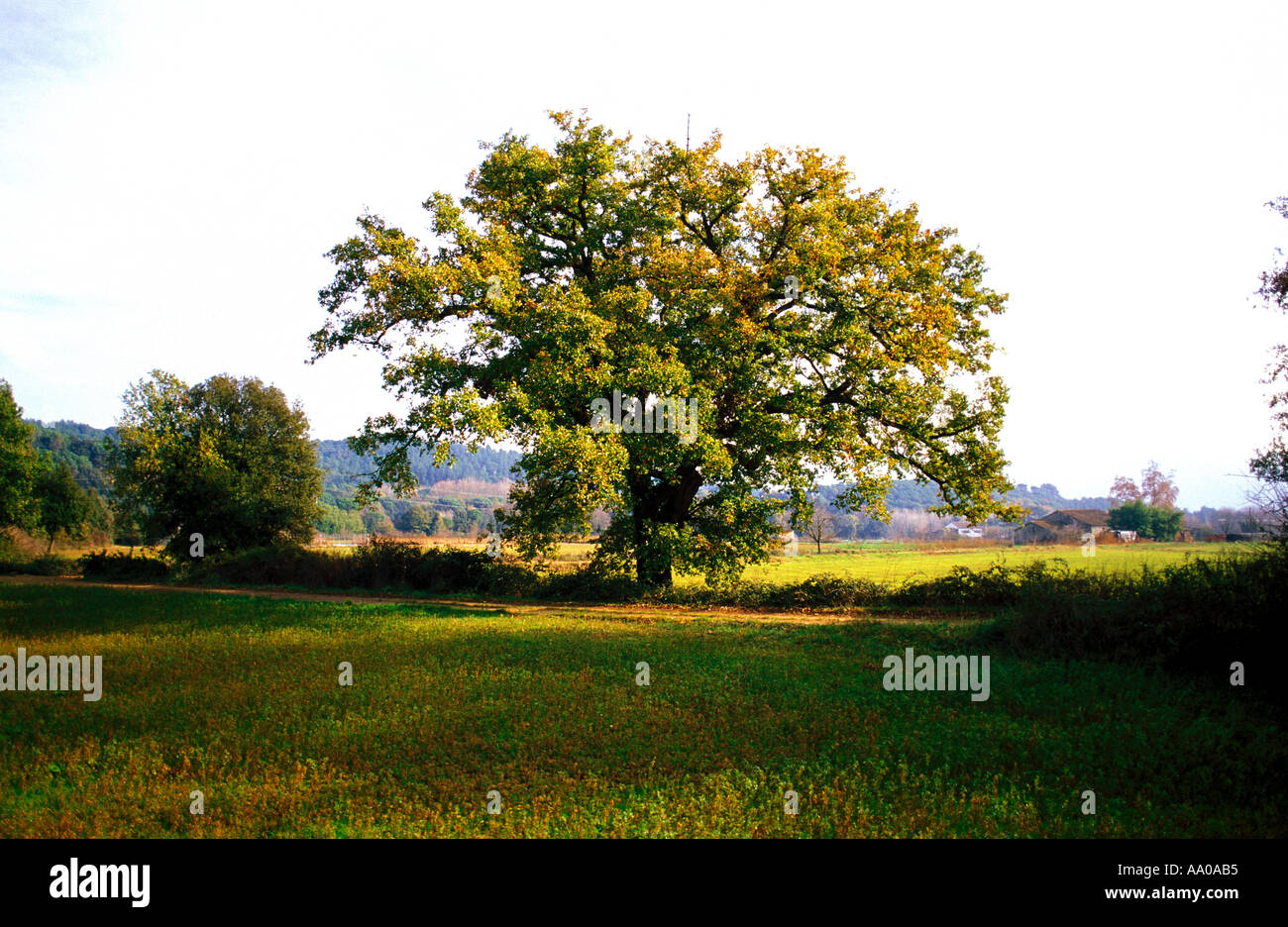 Oak Tree, Quercus sp. Whole Tree Stock Photo - Alamy