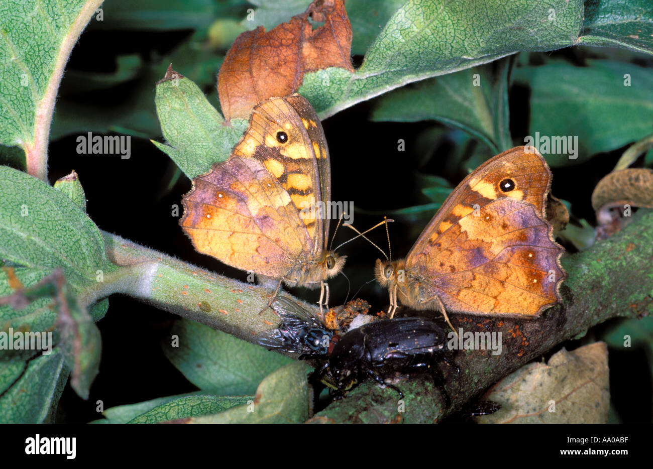 Two Speckled Wood Butterflies, Pararge aegeria Stock Photo - Alamy