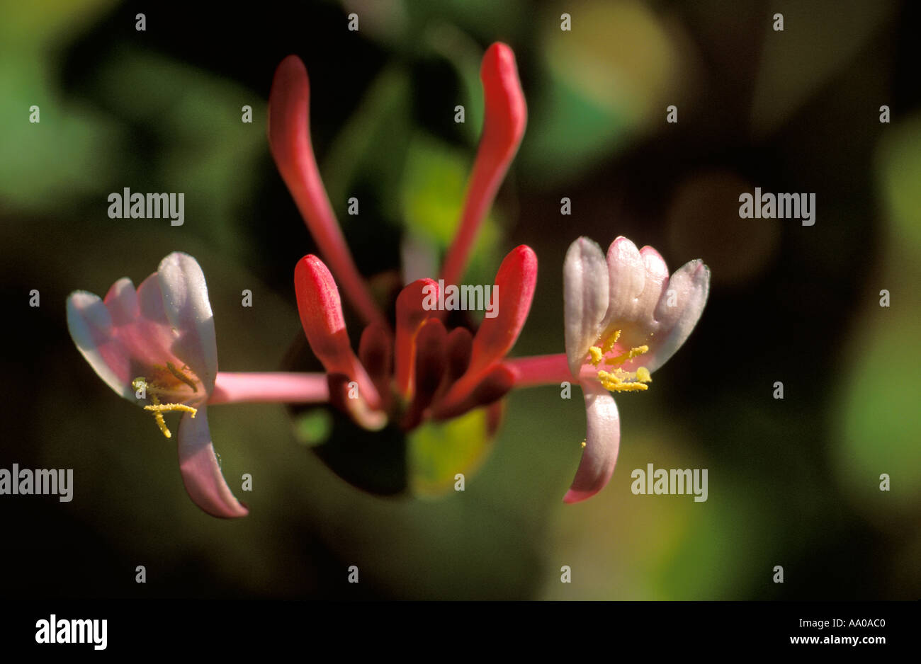 Lonicera implexa hi-res stock photography and images - Alamy