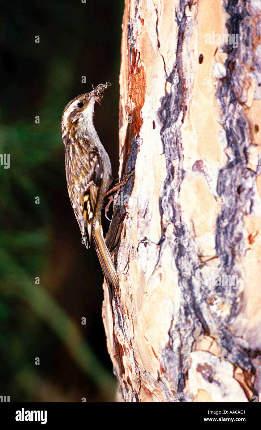 Creeper bird creepers birds hi-res stock photography and images - Alamy