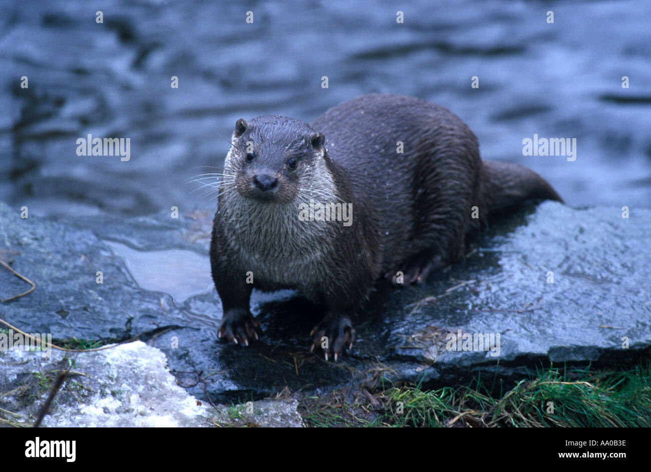 european otter captive Stock Photo - Alamy
