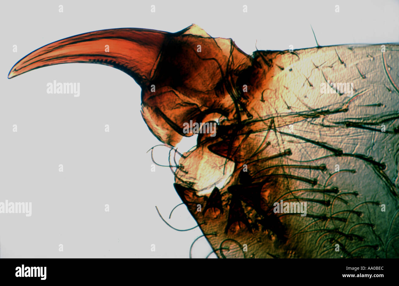 Fang fang hi-res stock photography and images - Alamy