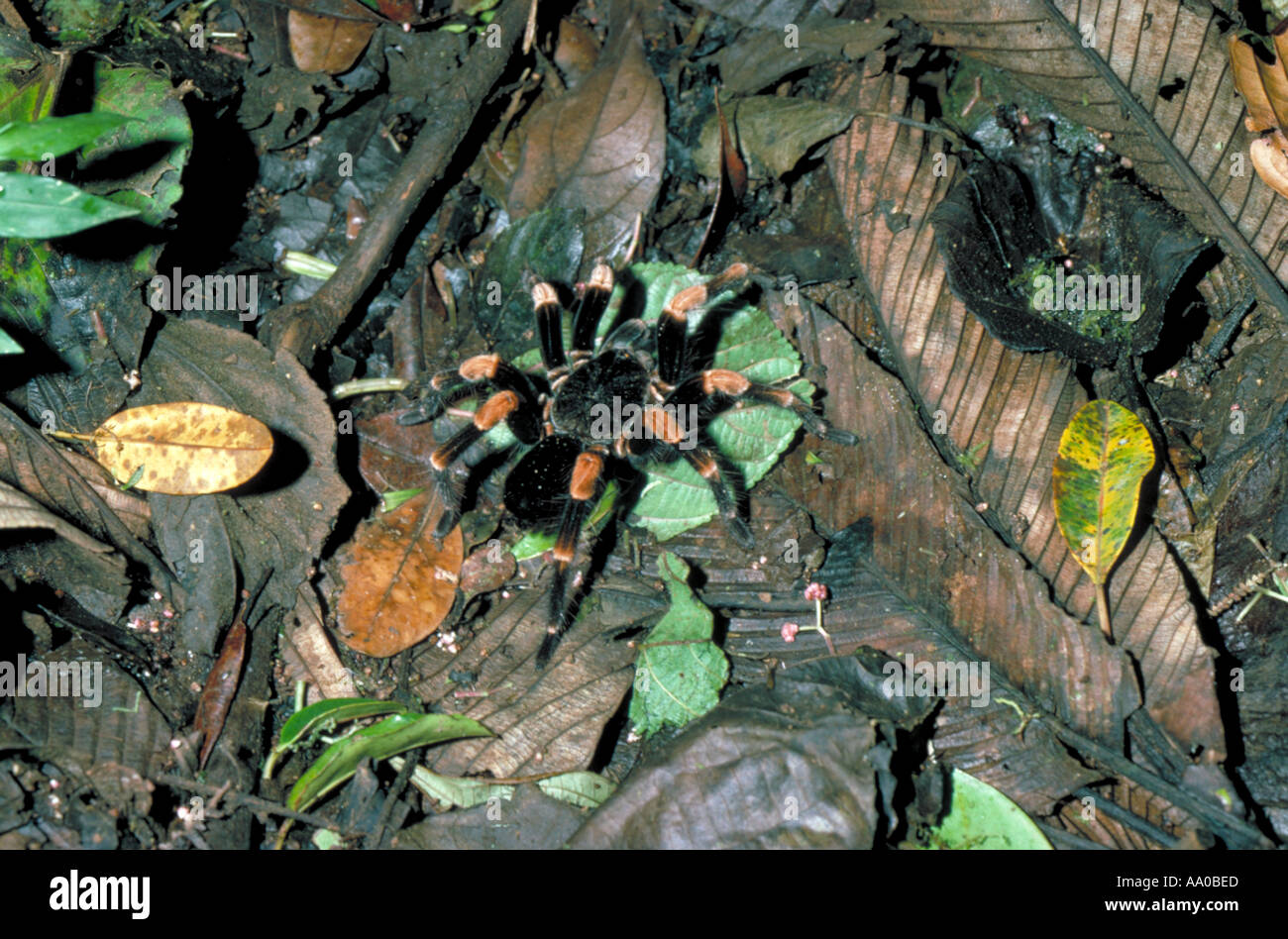 Mexican Red Kneed Tarantula Costa Rica Stock Photo - Alamy
