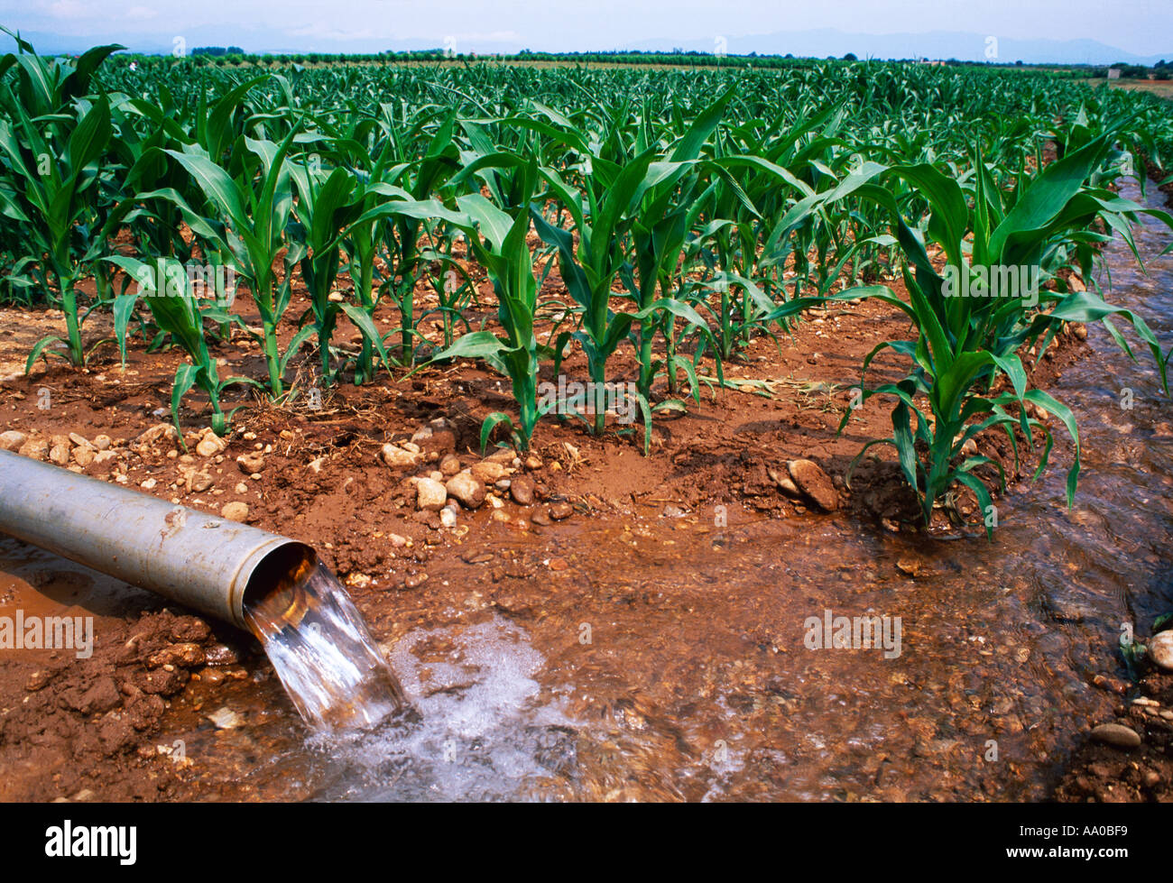 Agriculture Flood Irrigation Of An Early Growth Corn Field