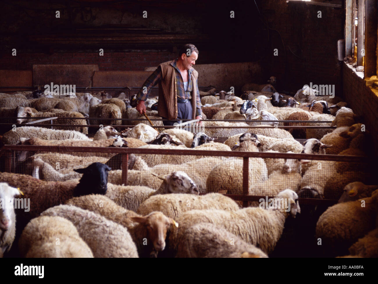 Livestock A sheep farmer (producer, shepherd) tends to his flock in a ...
