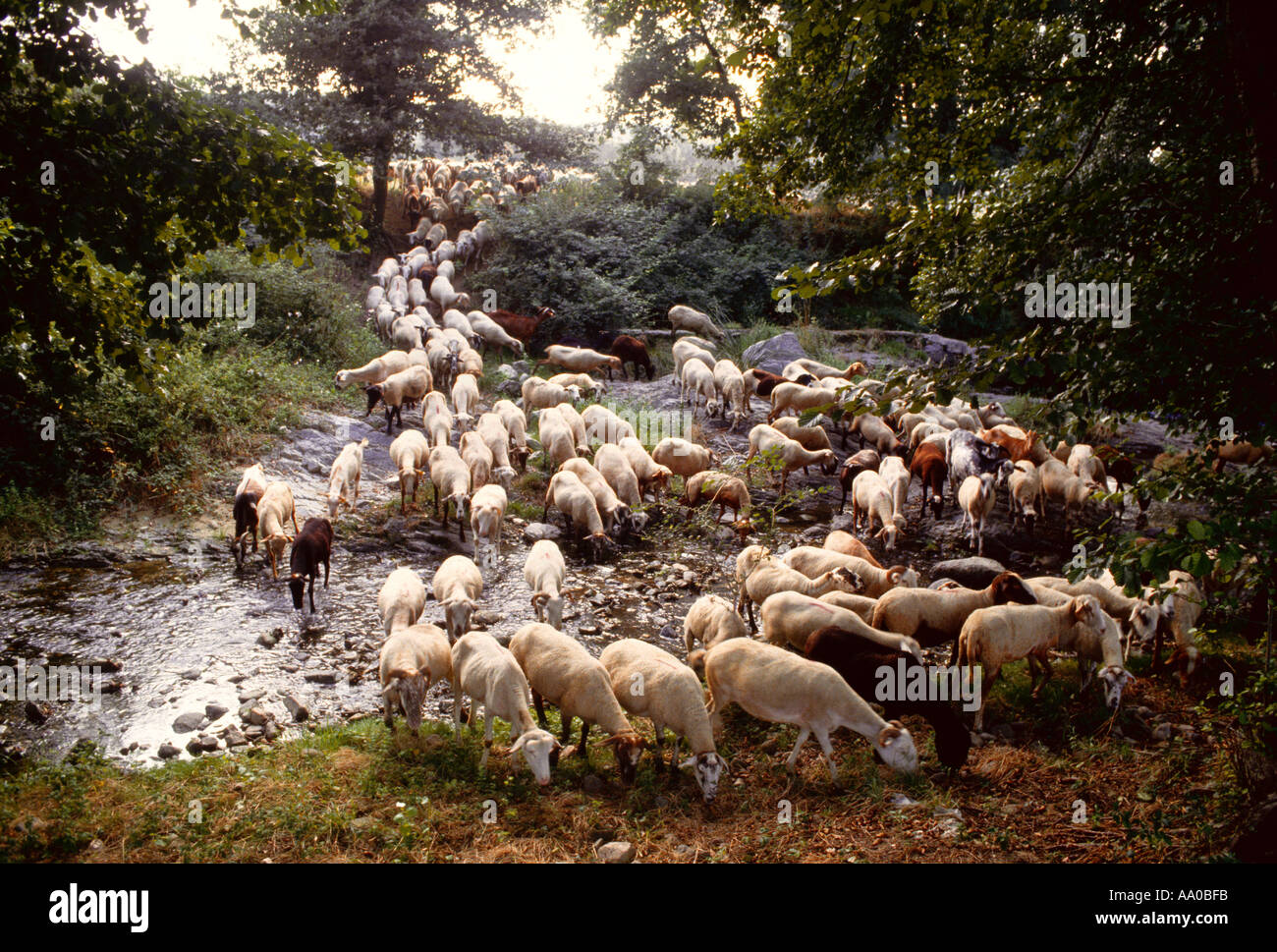 Livestock - A flock of sheep cross a stream to a new summer pasture ...