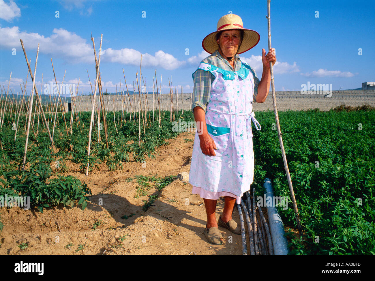 Agriculture - A farm woman poses while working in a tomato field ...
