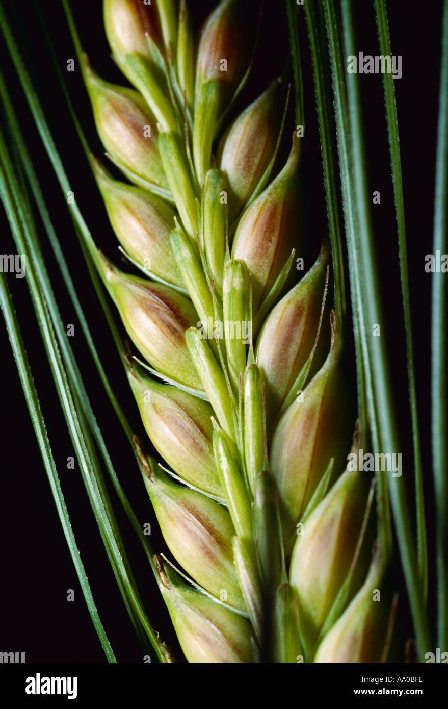 Bearded grain heads hi-res stock photography and images - Alamy