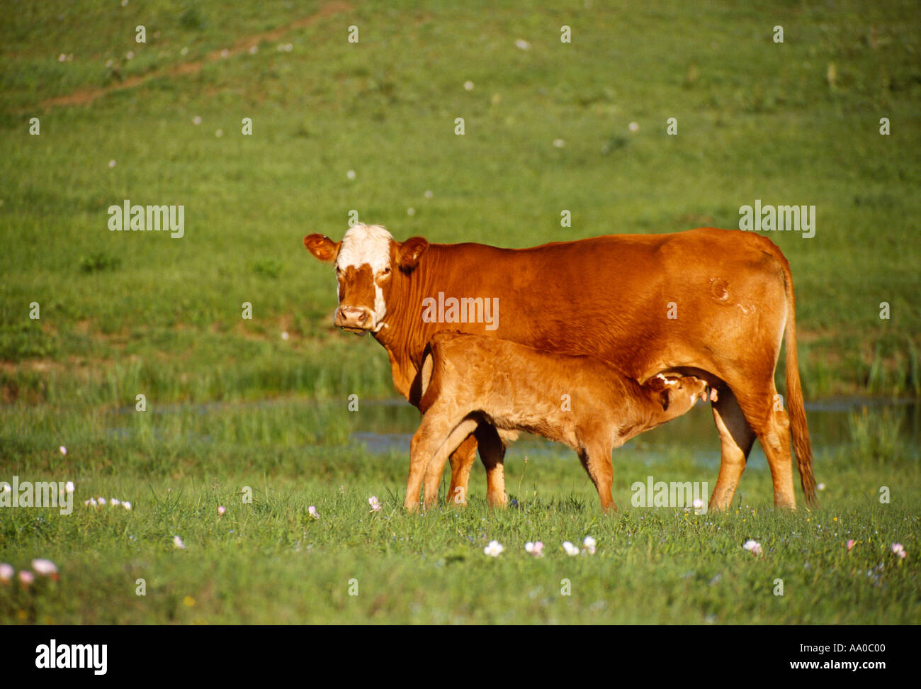 Crossbreed beef cattle texas hi-res stock photography and images - Alamy