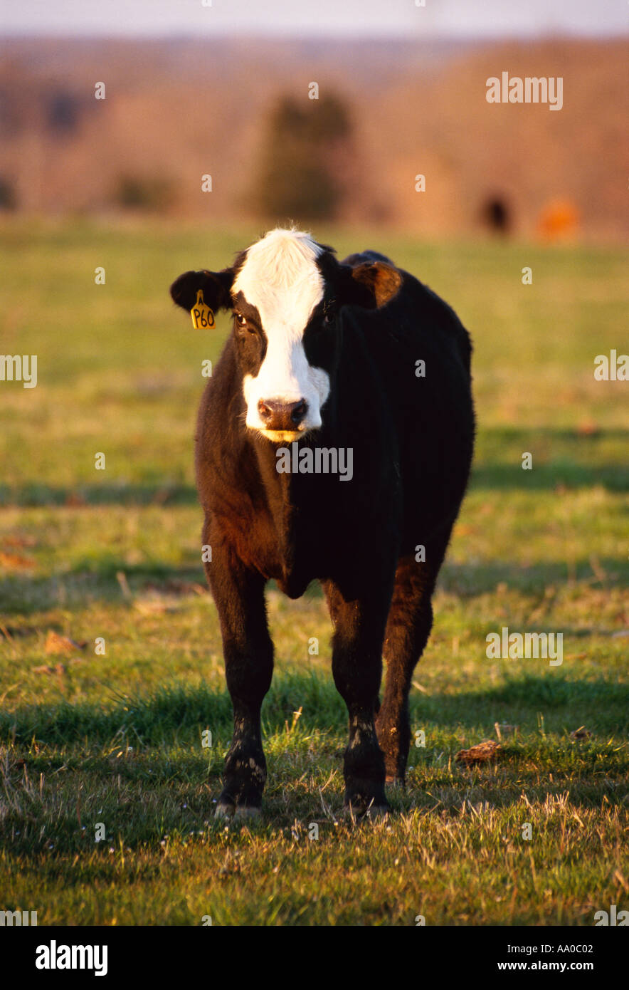 Stocker ranch hi-res stock photography and images - Alamy
