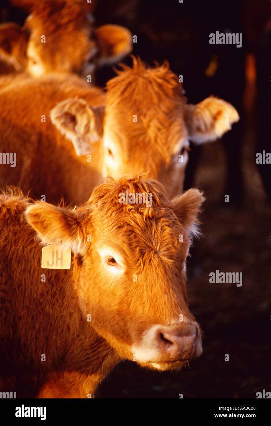 Cattle in confinement hi-res stock photography and images - Alamy