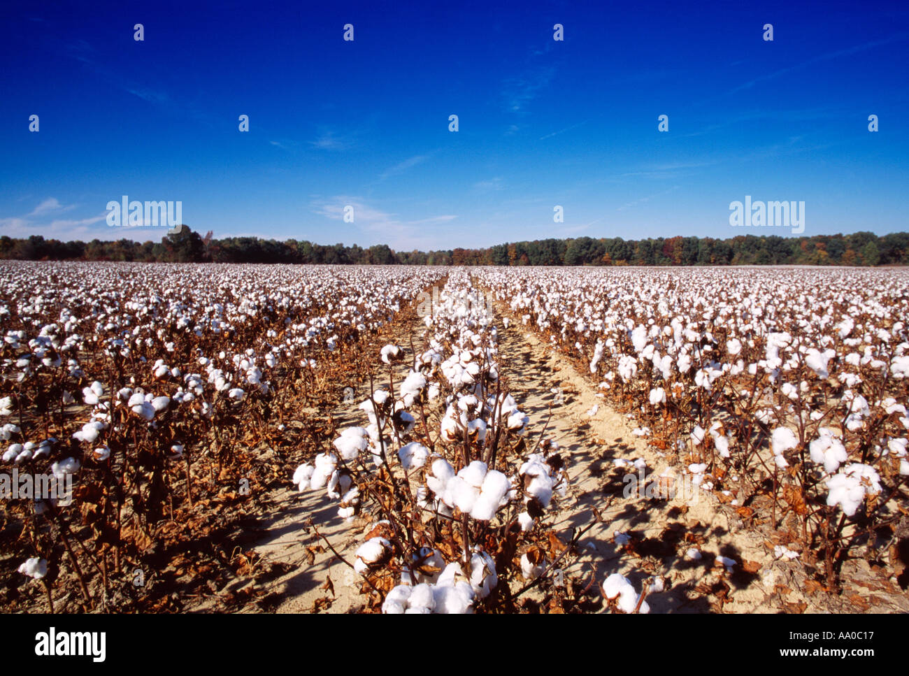 Agriculture - Field of mature, defoliated harvest ready cotton ...