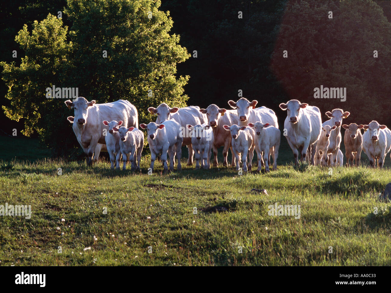 Livestock - Charolais beef cows and calves stand in a green pasture ...