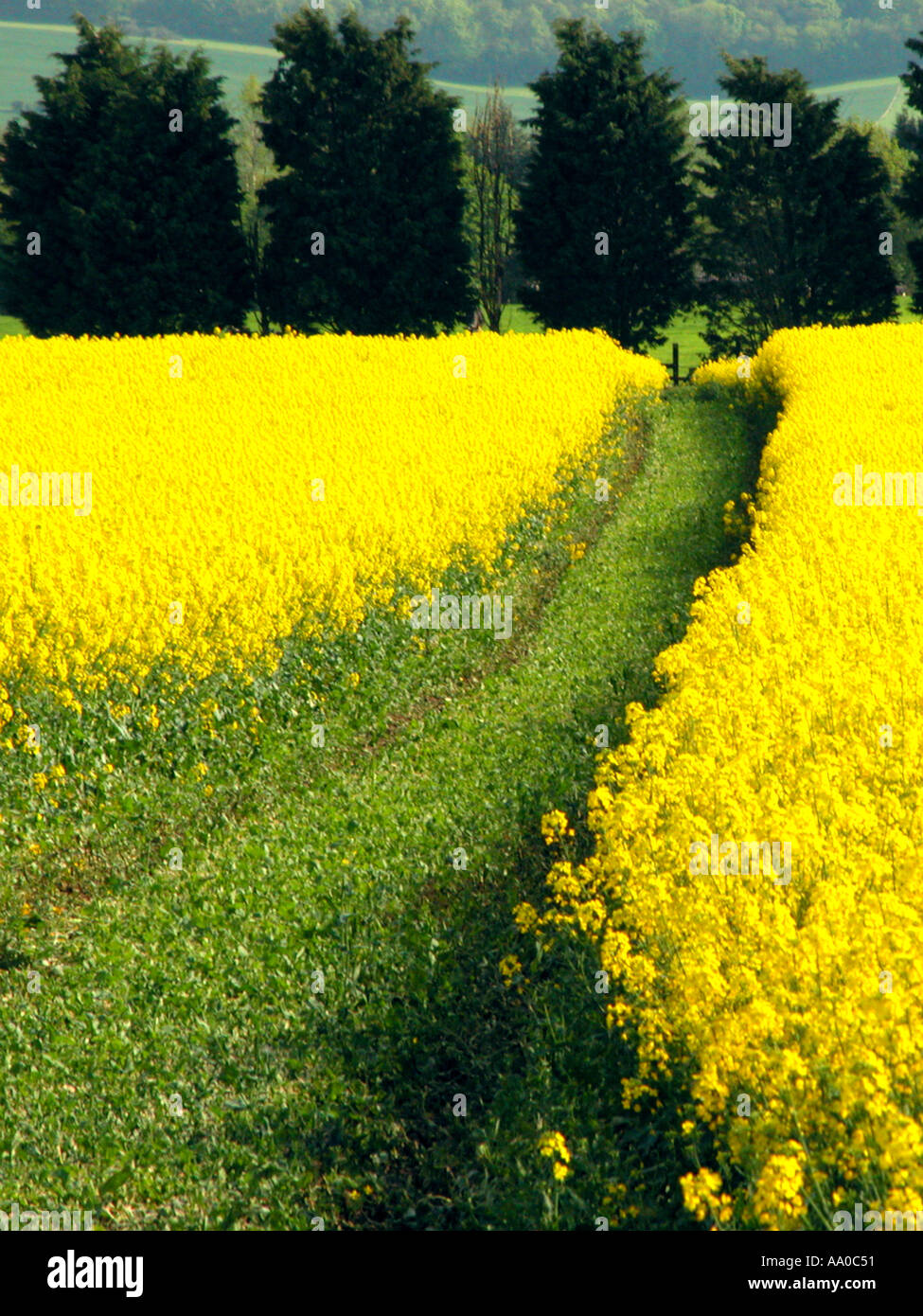 Path leading through rape seed field lined with row of trees United ...