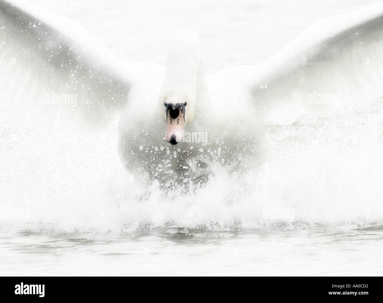 Avian influenza swan hi-res stock photography and images - Alamy