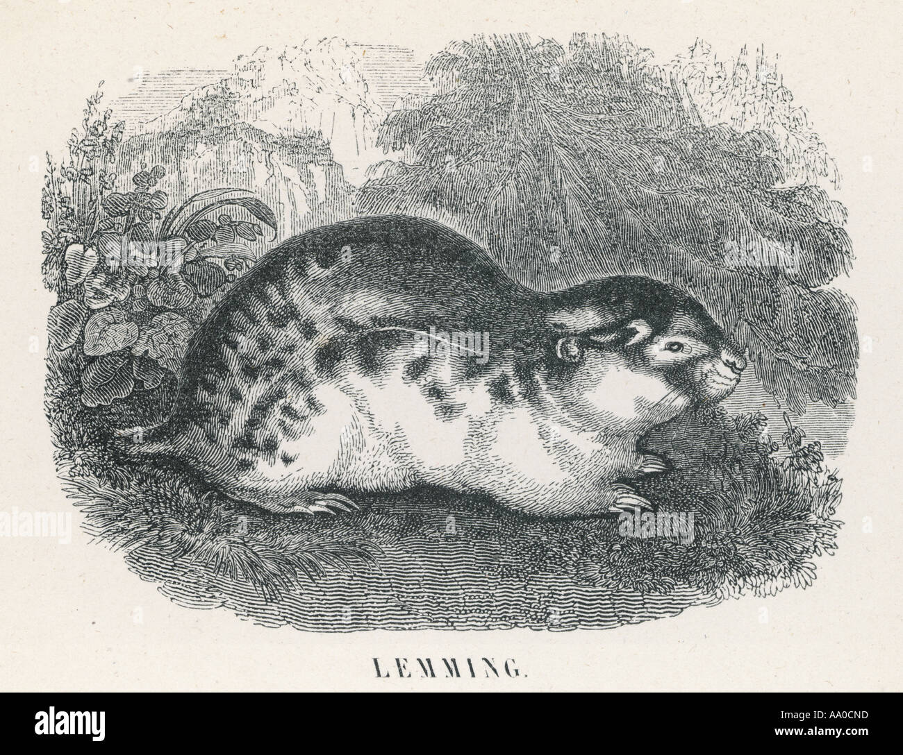Tundra lemming hi-res stock photography and images - Alamy