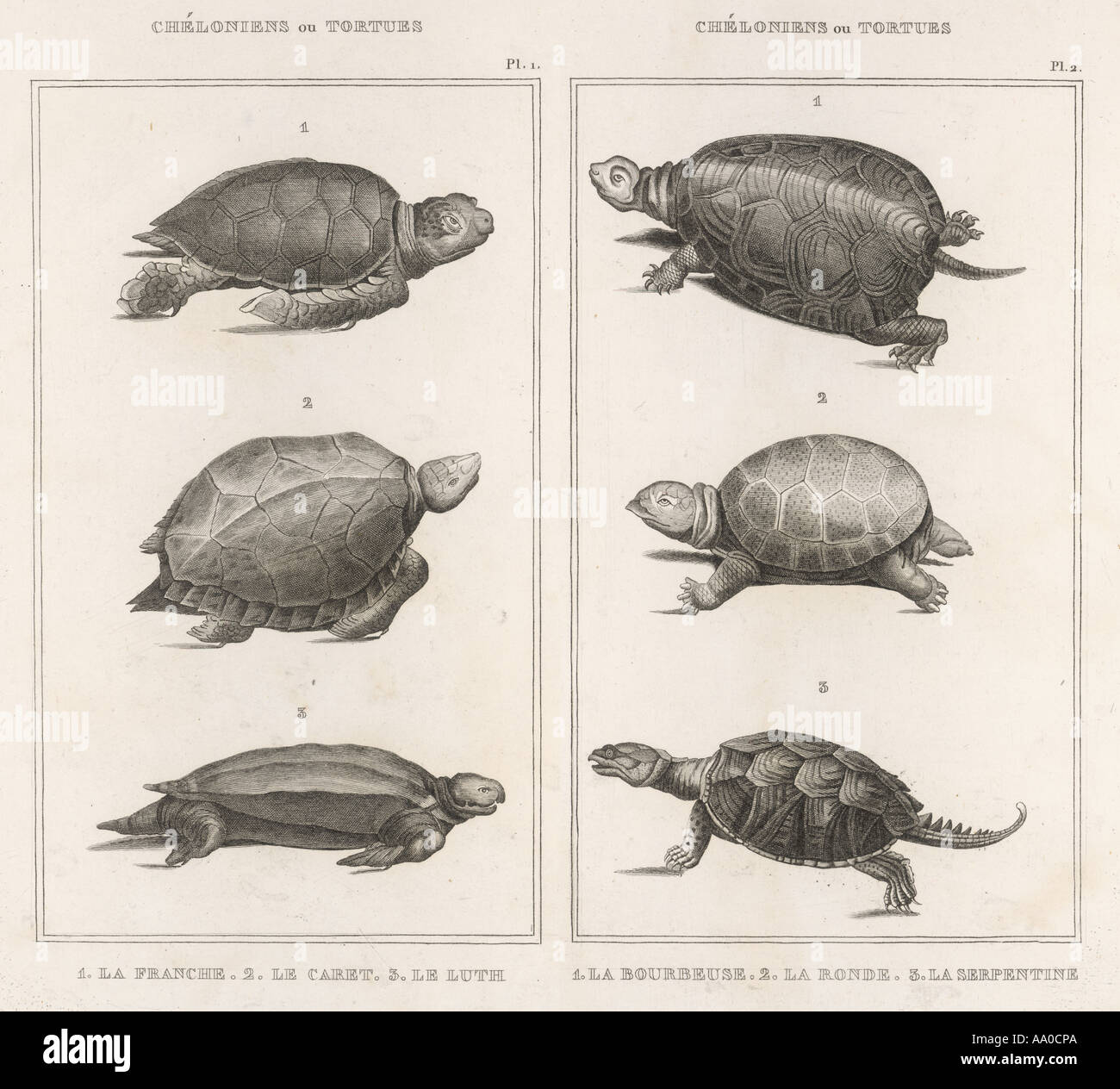 Various reptiles hi-res stock photography and images - Alamy