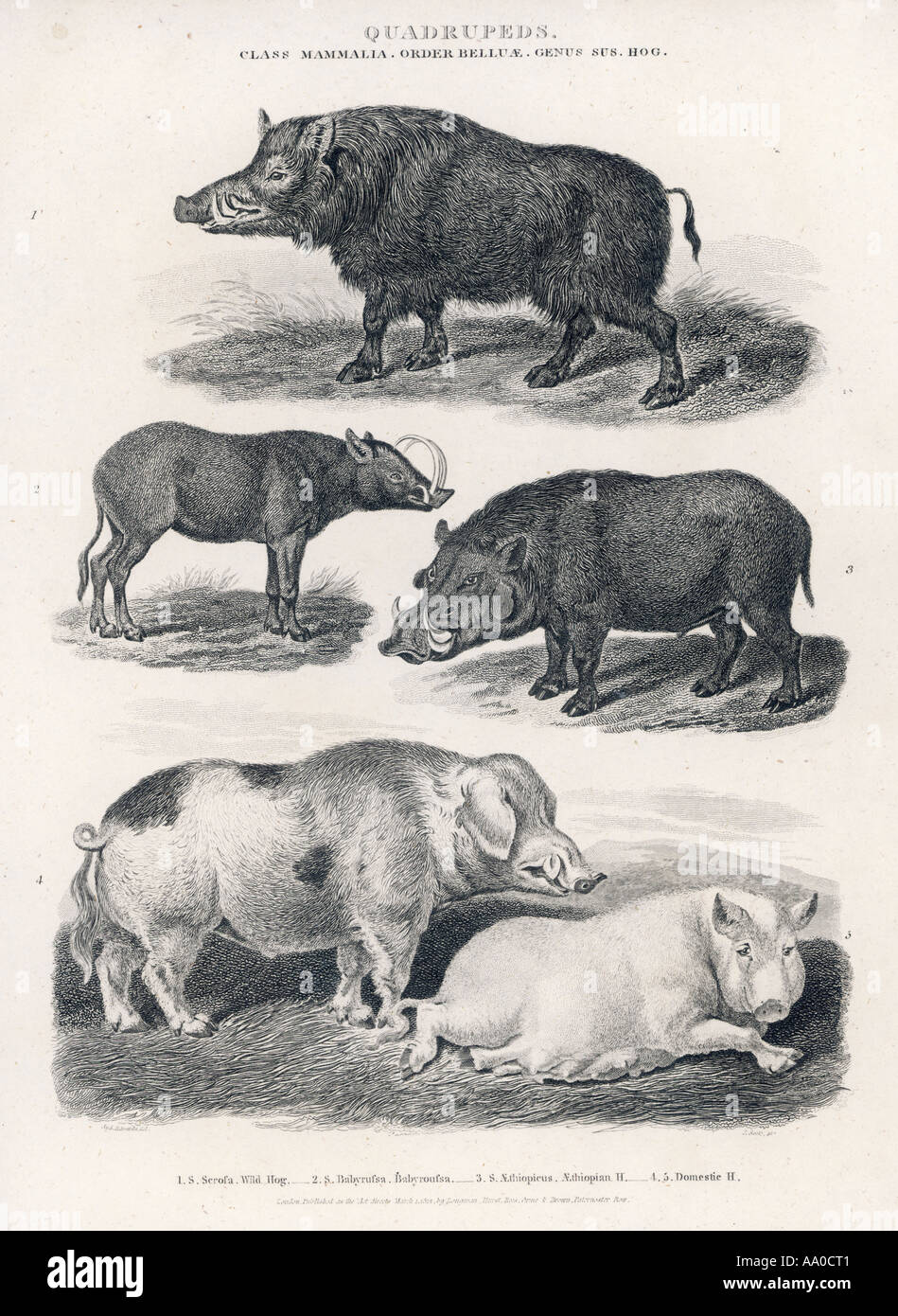 Wart Hogs Various Stock Photo - Alamy