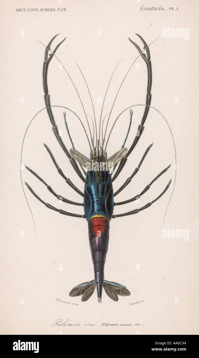 Marine shrimp hi-res stock photography and images - Alamy