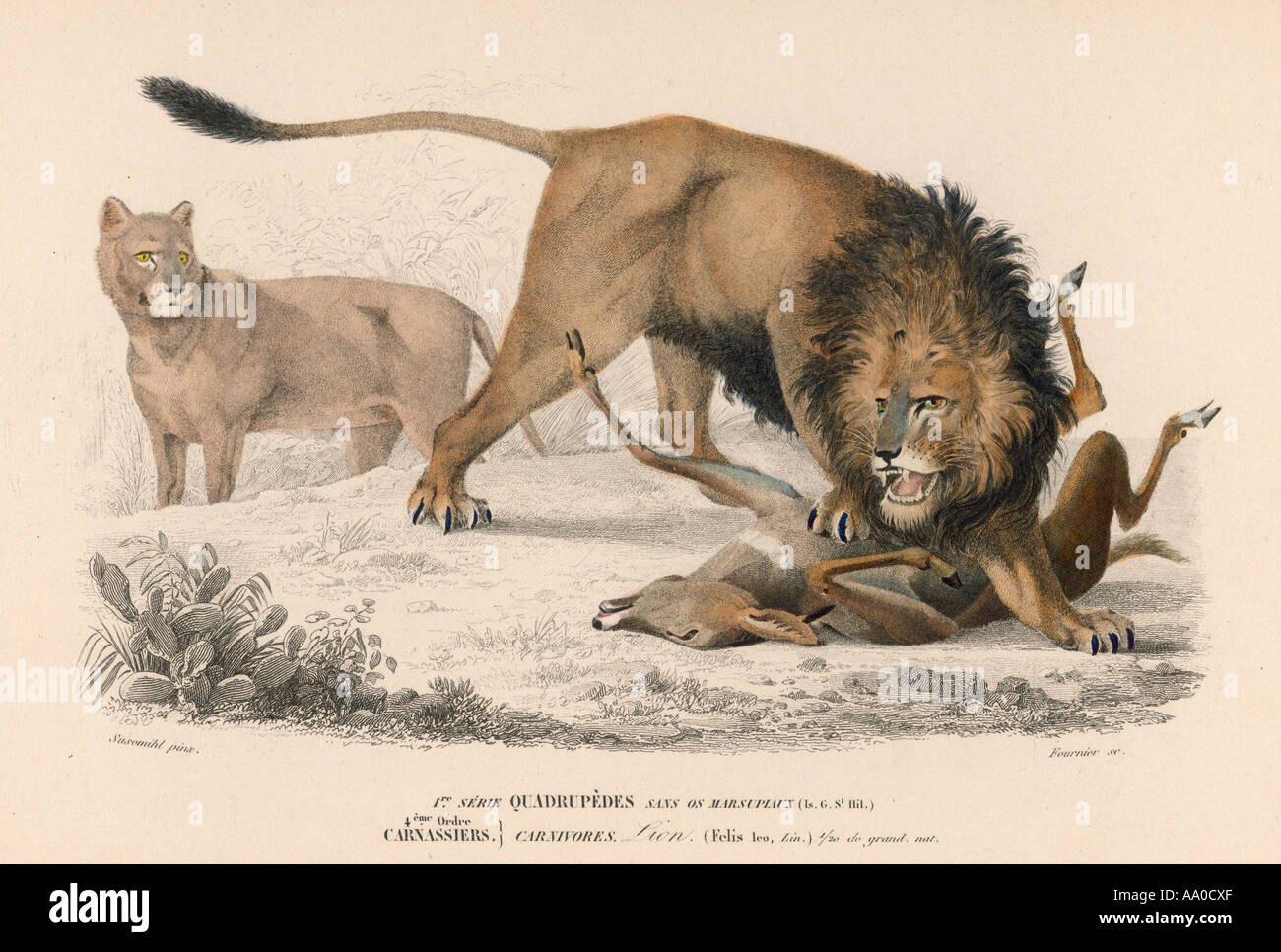 Lion deer hi-res stock photography and images - Alamy