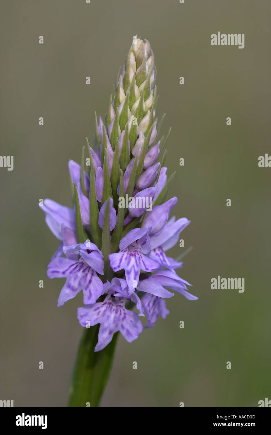 Pyramidal Orchid Flower Stock Photo - Alamy