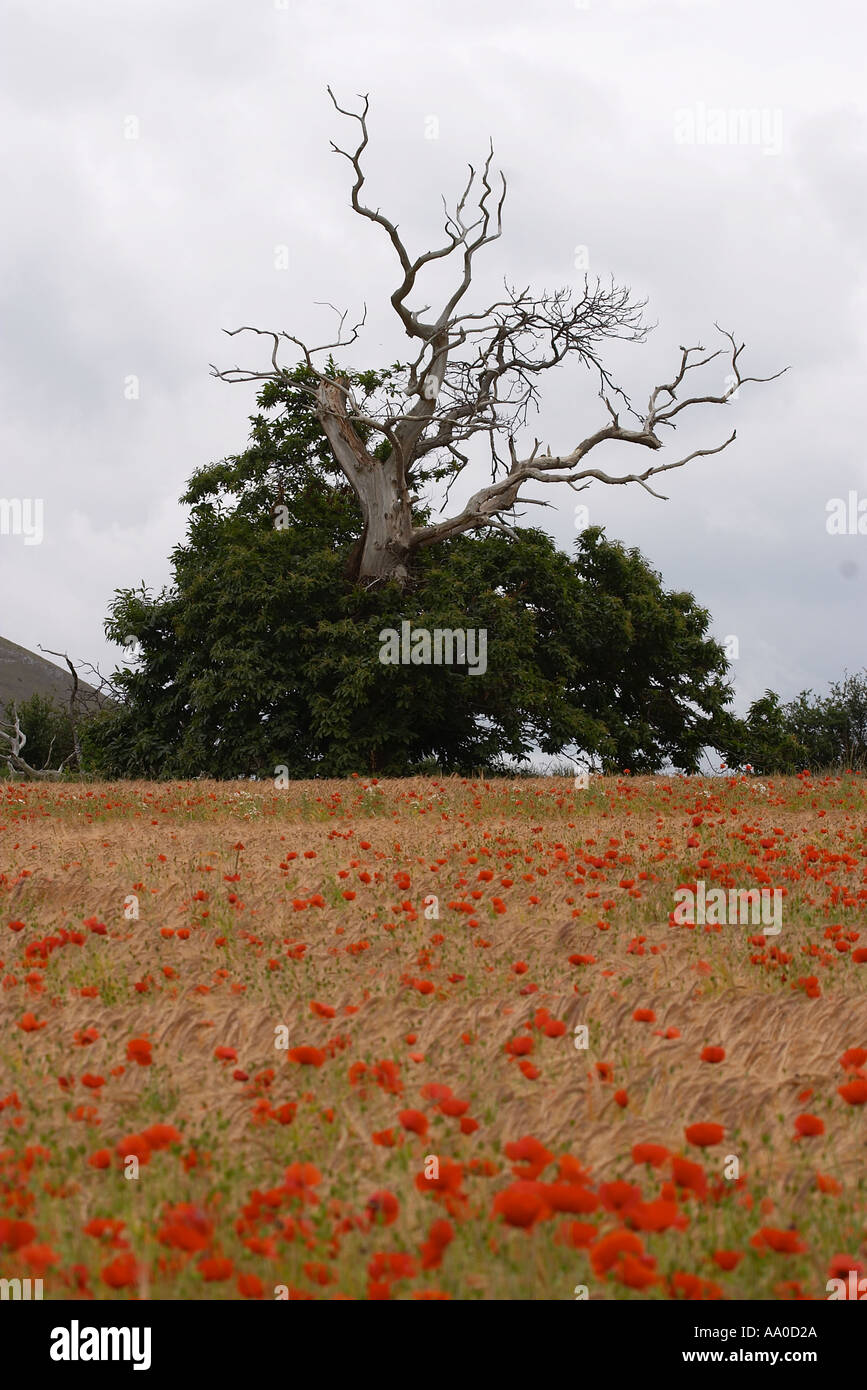 Dead Poppies Flowers High Resolution Stock Photography and Images - Alamy