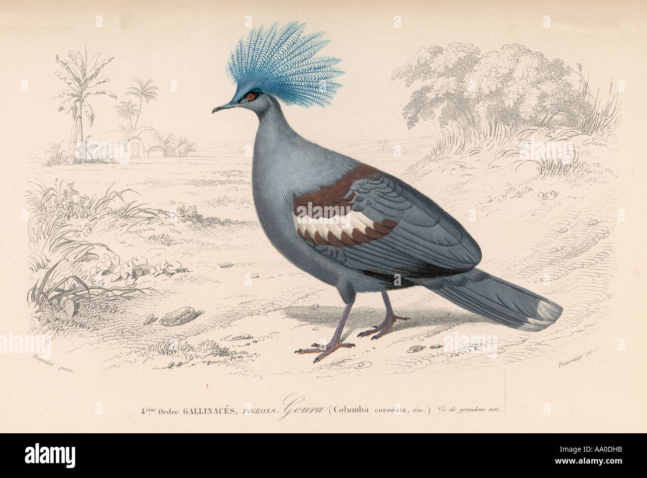 Pidgeon hi-res stock photography and images - Alamy