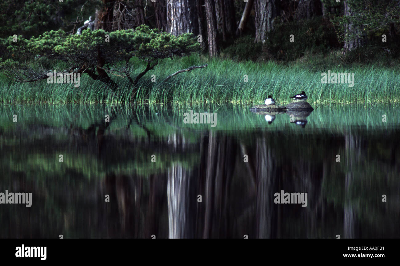 Goldeneye duck scotland hi-res stock photography and images - Alamy
