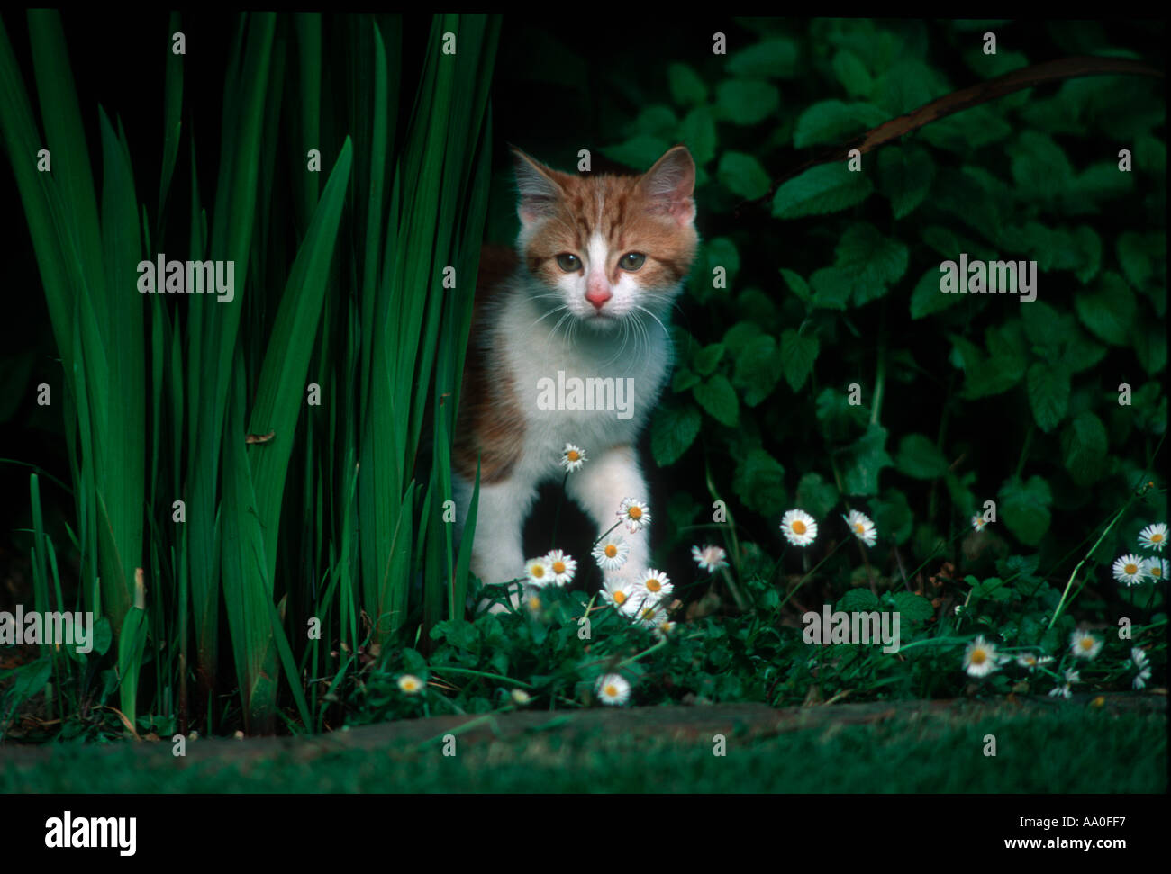 Kitten creeping out of bushes Stock Photo - Alamy