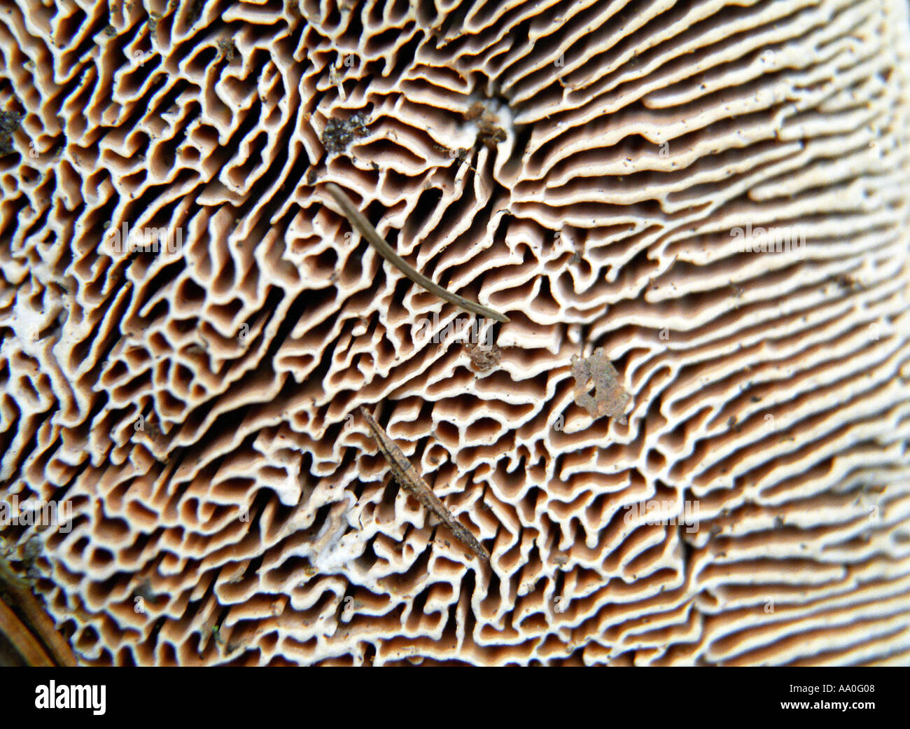 Oak polypore hi-res stock photography and images - Alamy