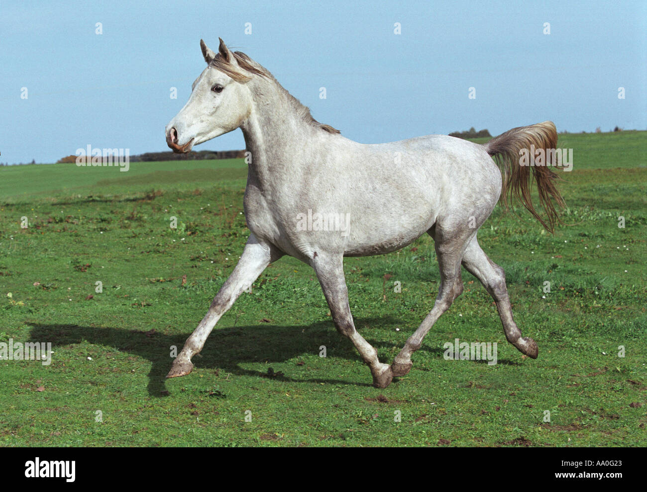 Arabian Horse stallion Araberhengst Saeugetiere mammals Huftiere hoofed ...