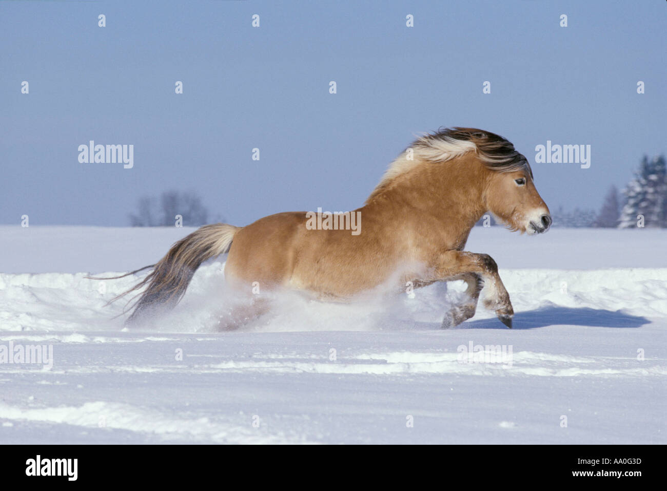 Norwegian Horse stallion in winter Fjordpferd Hengst Saeugetiere ...