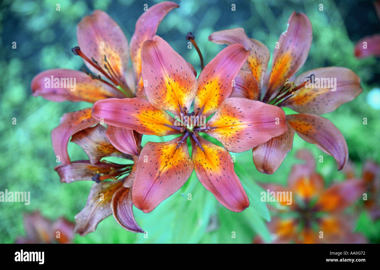 Lilium flowers blooms gardens hi-res stock photography and images - Alamy