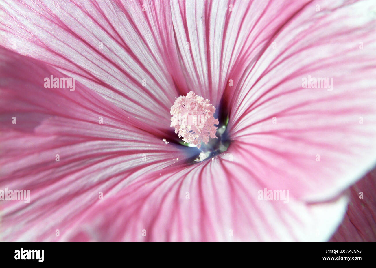 Malope hi-res stock photography and images - Alamy