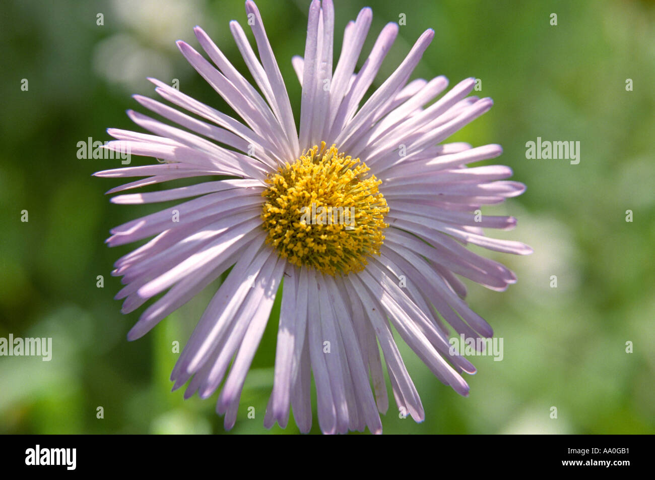 Flower asteraceae hi-res stock photography and images - Alamy