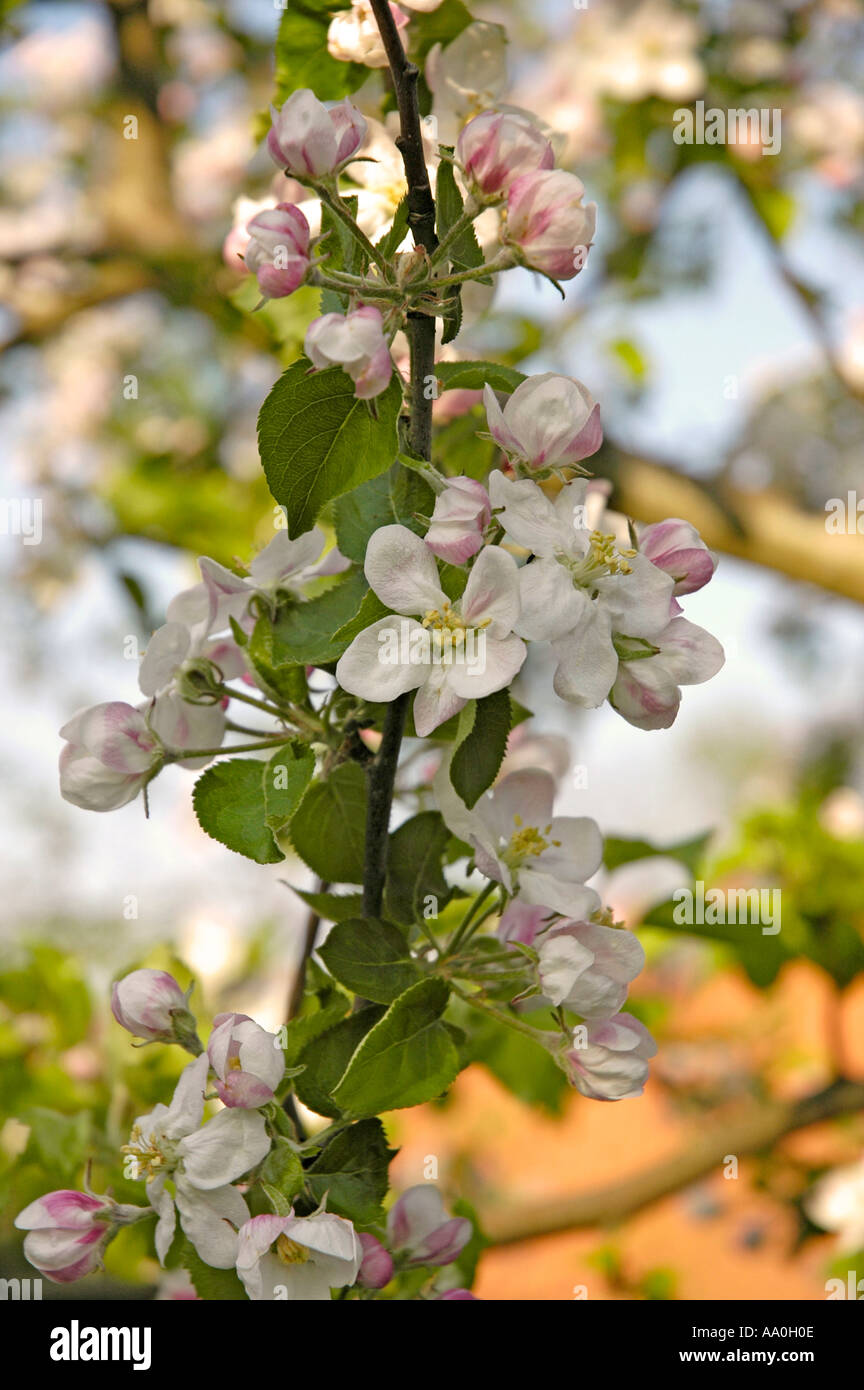 Apfelbaum hi-res stock photography and images - Alamy