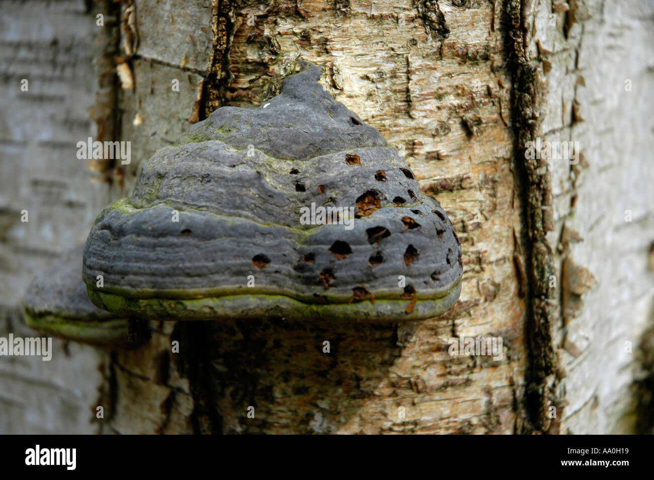baumpilze tree mushrooms Stock Photo - Alamy