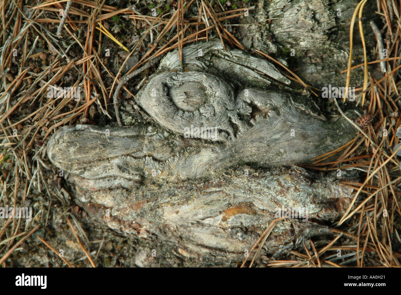 alte baumwurzel form eines gesichts old tree root form of a face Stock ...