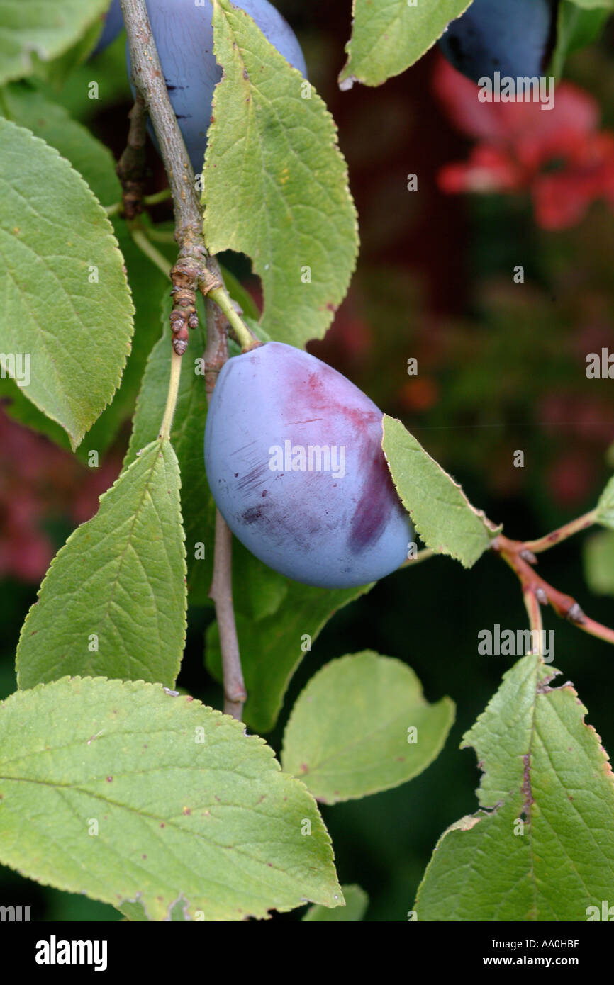 pflaumen am baum plum tree Stock Photo - Alamy