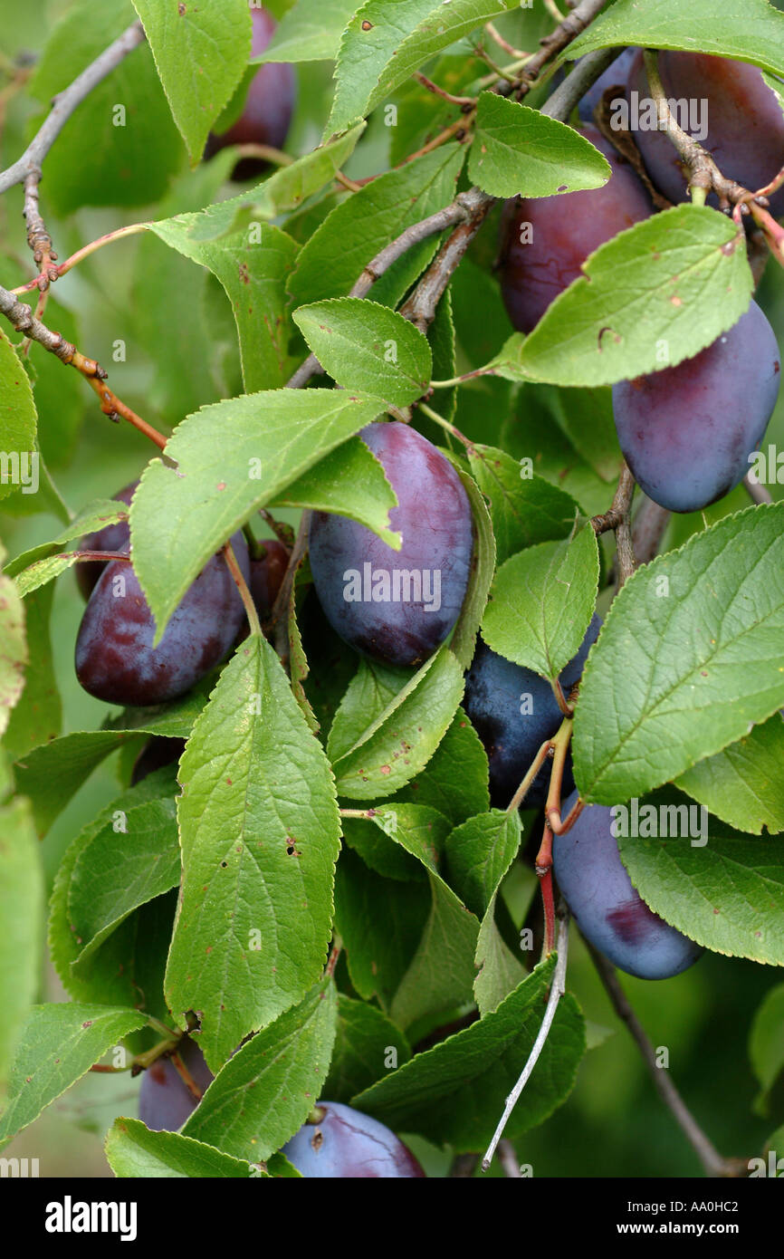 pflaumen am baum plum tree Stock Photo - Alamy