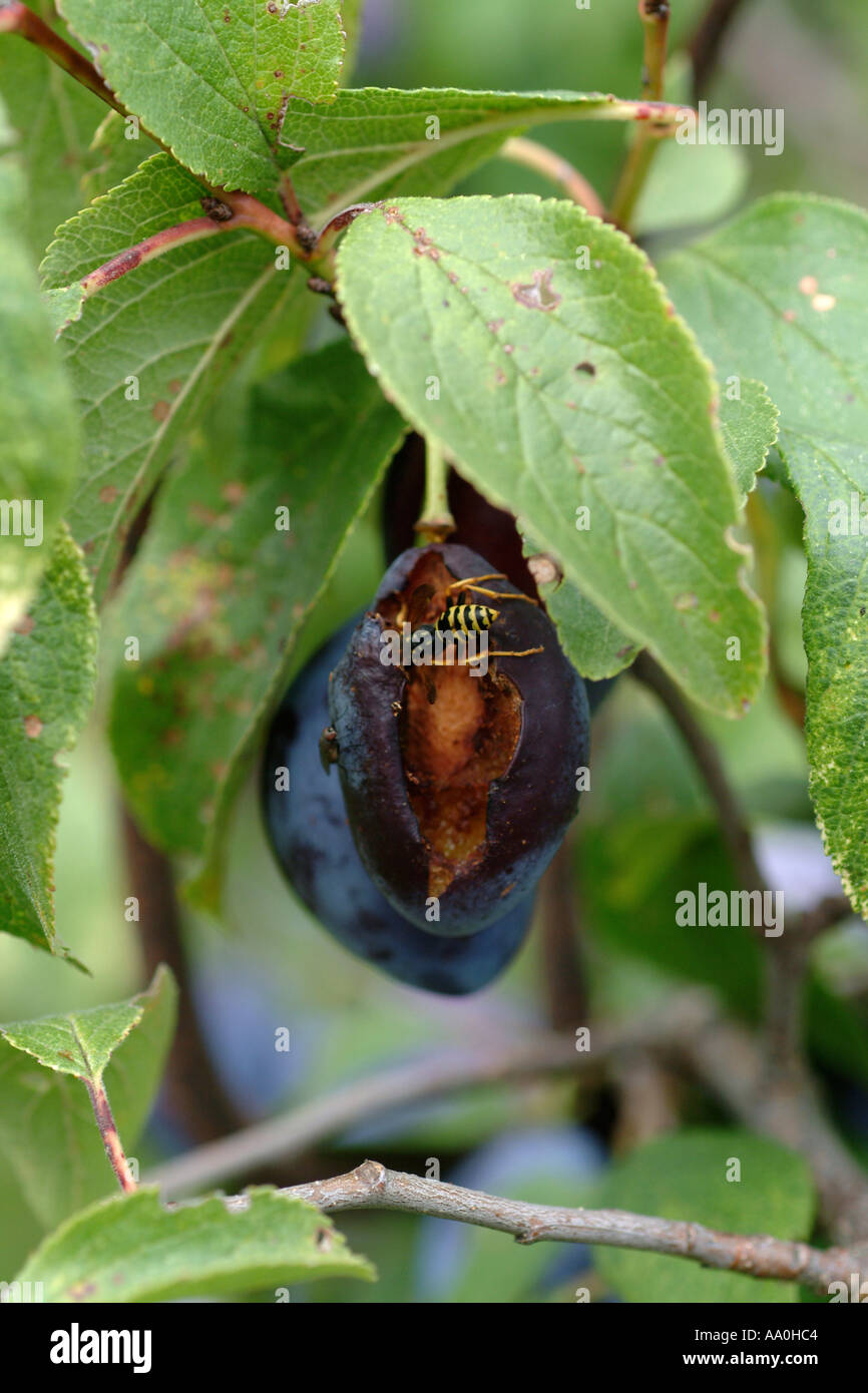 Pflaumen am baum hi-res stock photography and images - Alamy