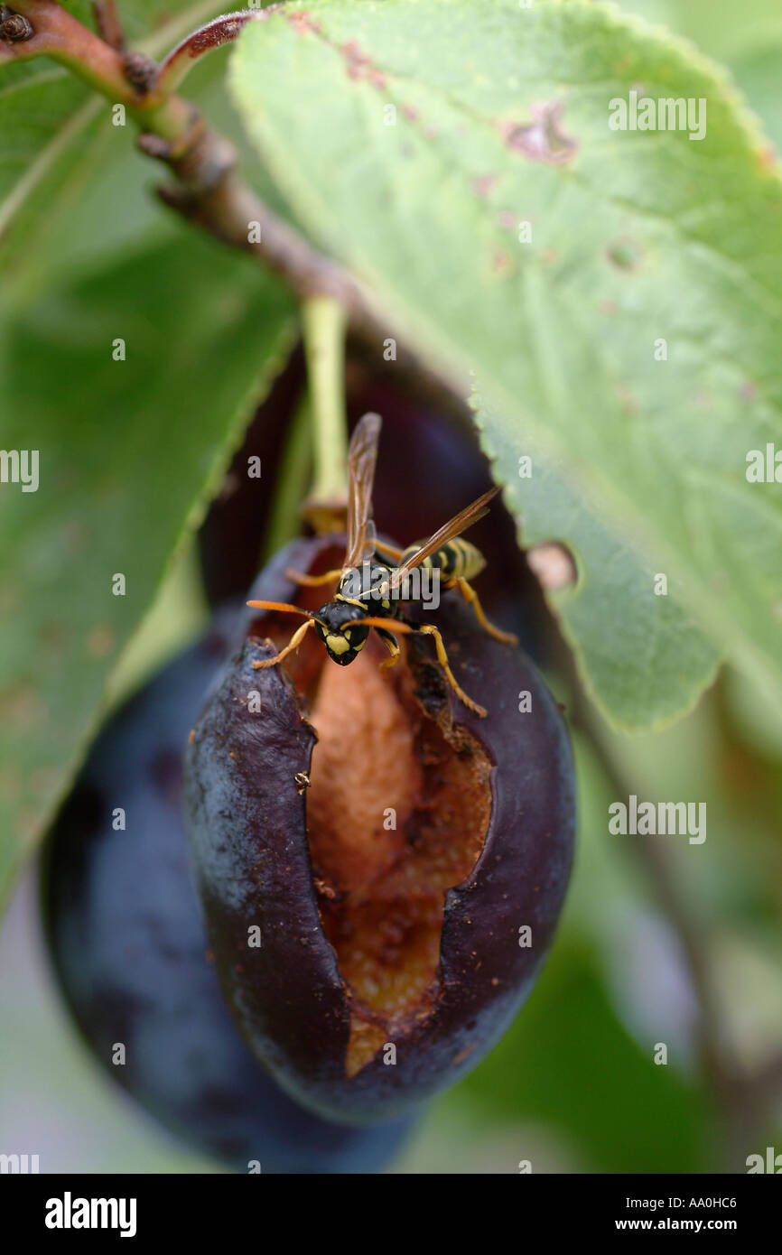 pflaumen am baum plum tree Stock Photo - Alamy